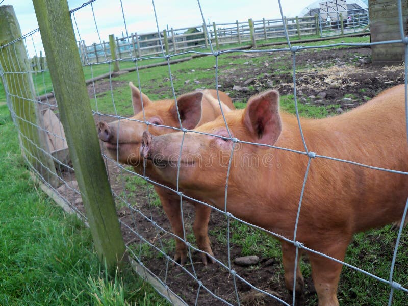 Pigs at a fence stock image. Image of pigs, pork, piggy - 52259823