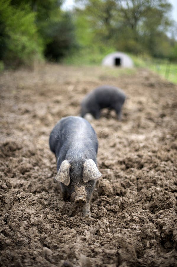 Pigs in Field in Spring, Coverhithe, Suffolk, England, UK Stock Photo ...