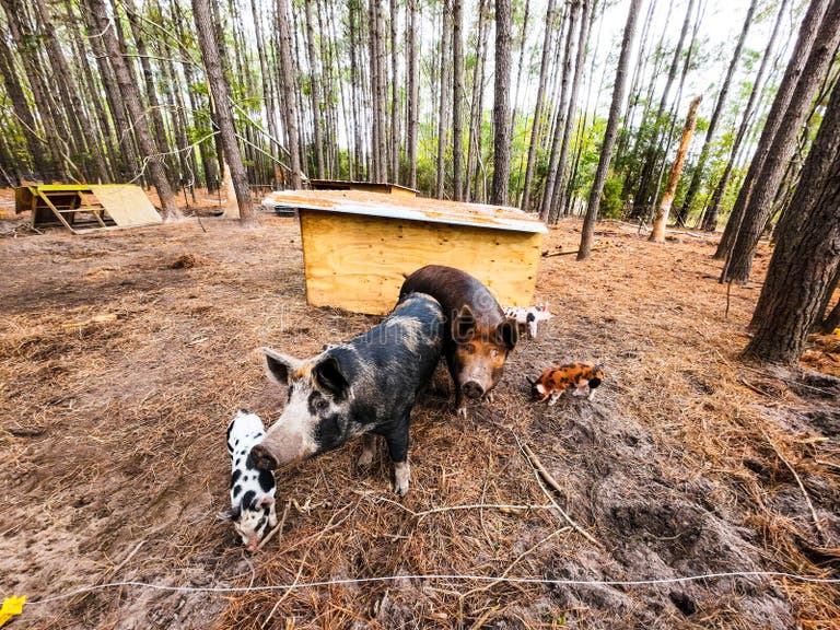 Pigs in the Forest with Deciduous Trees Stock Photo - Image of animal ...