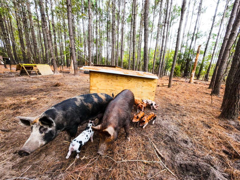 Pigs in the Forest with Deciduous Trees Stock Image - Image of wild ...