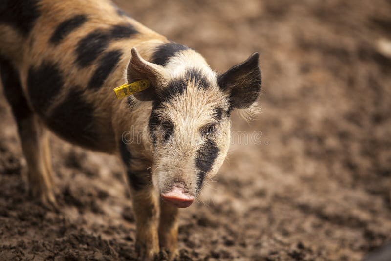 Pigs Freeranging stock image. Image of bacon, piglets - 26237485