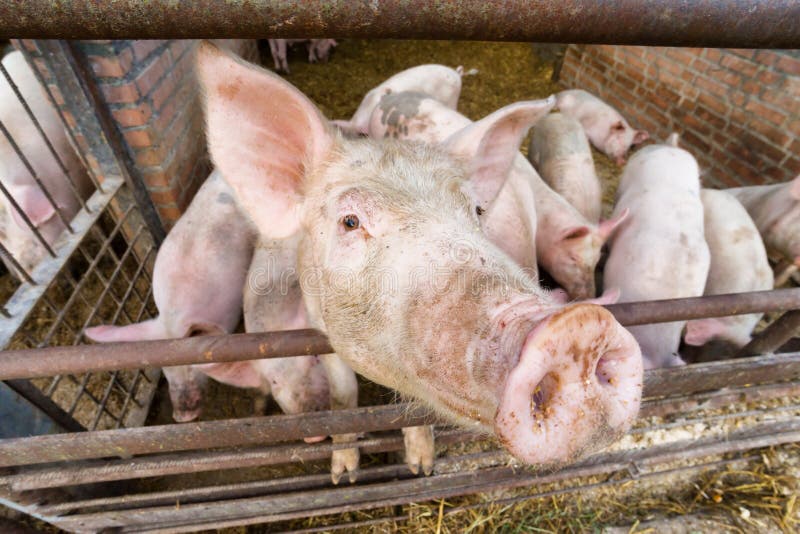 Pitiful stock photo. Image of depressed, farm, pork, agriculture - 539226