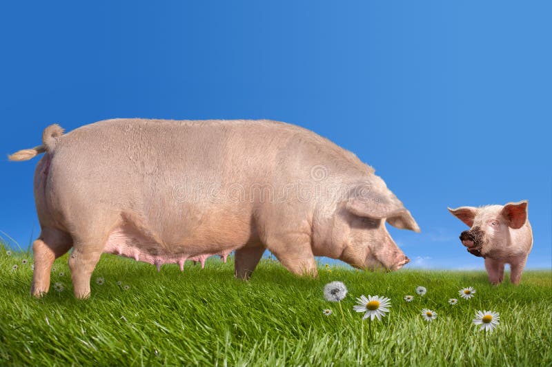 Pigs on green field stock photo. Image of motherhood - 190740366
