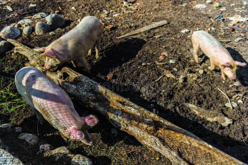Pigs Dig the Ground with Their Snouts Stock Image - Image of animal ...