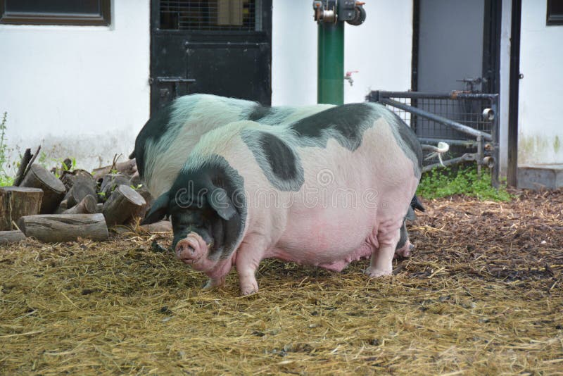 Pigs Dig the Ground with Their Snouts Stock Image - Image of animal ...