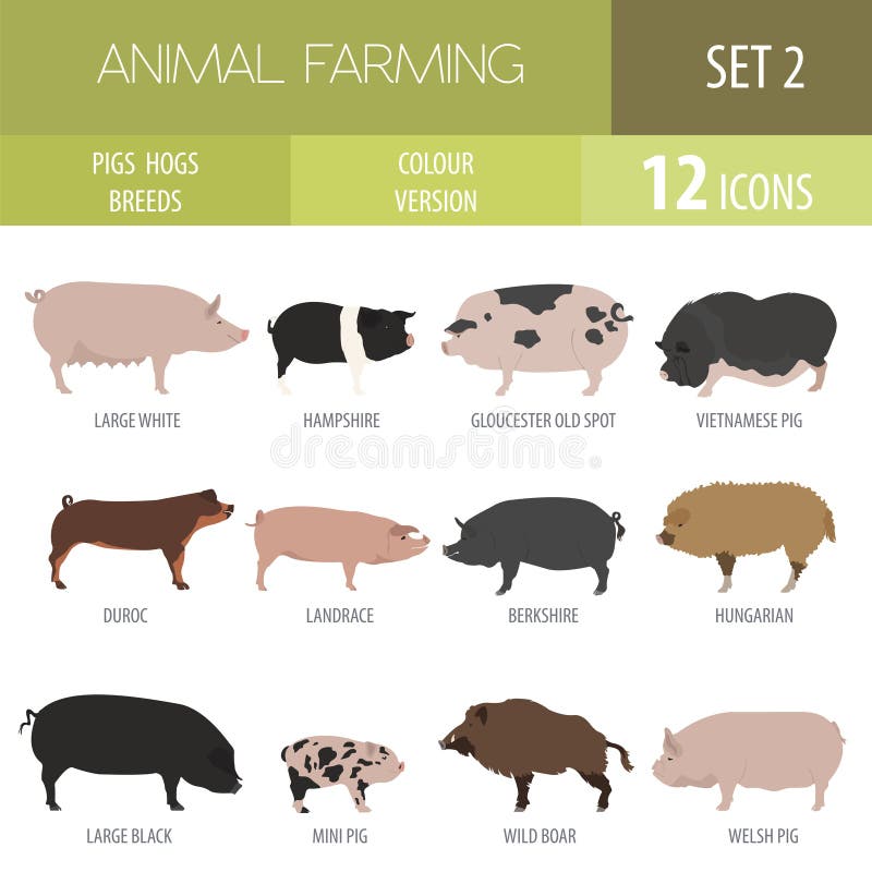 Pigs, Hogs Breed Icon Set. Flat Design Stock Vector - Illustration of ...