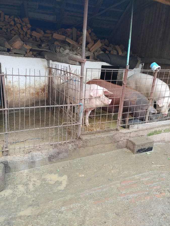 Pigs at home stock image. Image of pigs, animals, home - 203685021