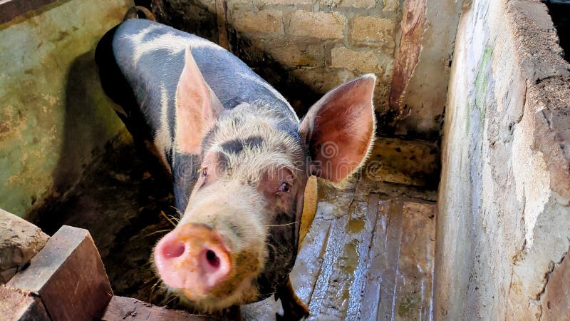 Pigs are Kept in Pens by Local Residents. Stock Image - Image of mammal ...