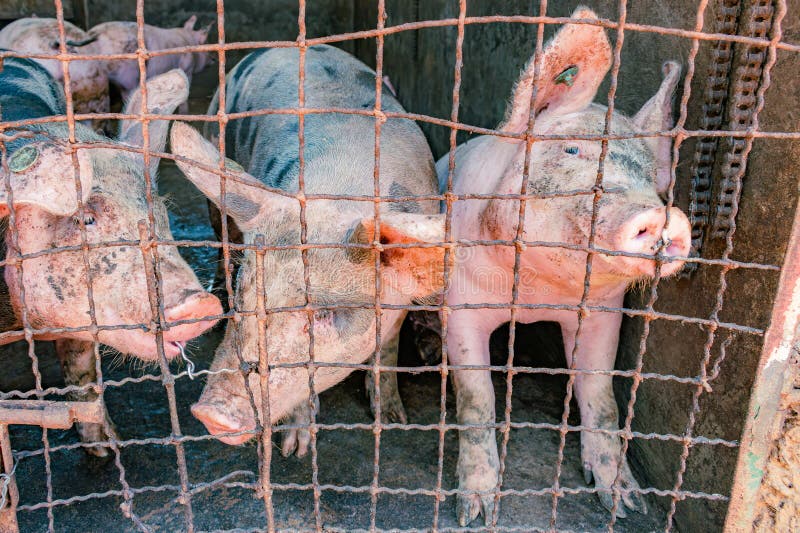 Pigs Look through the Fence of Their Pen Stock Photo - Image of ...