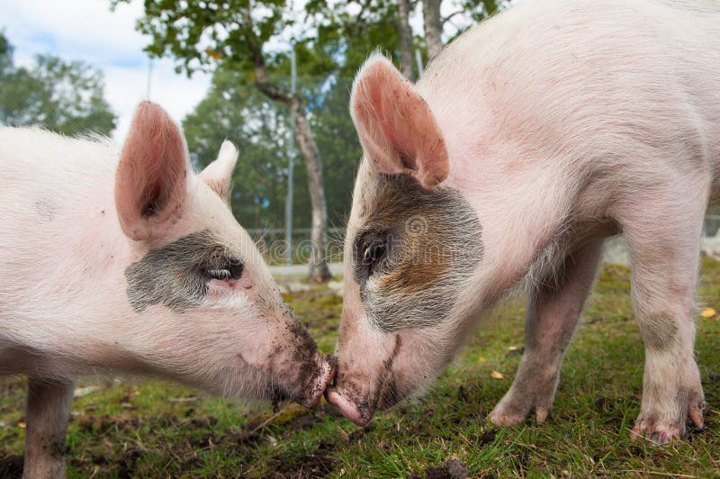 Pigs in love stock photo. Image of outdoor, couple, farm - 36668040