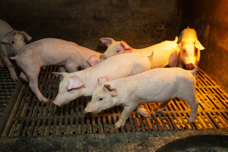 Pigs in modern sty stock image. Image of farming, piglet - 201556357