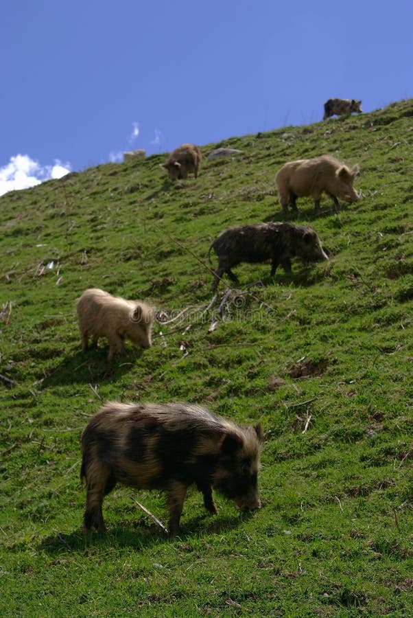 Pigs in the mountains stock image. Image of little, pork - 58603225