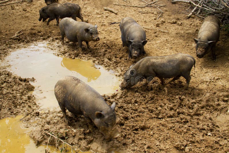 Pigs in the mud stock image. Image of mammal, pigs, small - 10794243