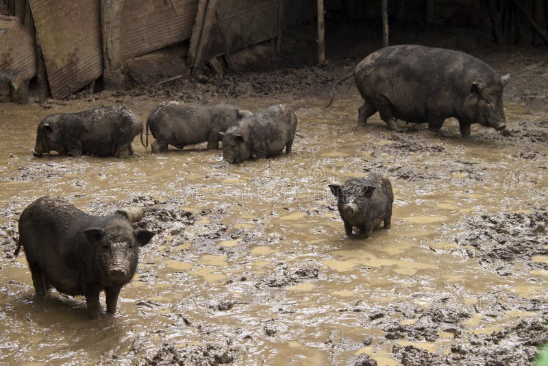 Pigs in mud stock image. Image of livestock, animals - 80468625