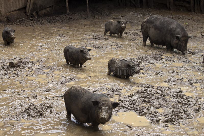 Pigs in a mud stock photo. Image of filthy, wild, soil - 31992480