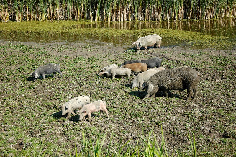 Pigs in the nature stock image. Image of rural, animals - 60501663