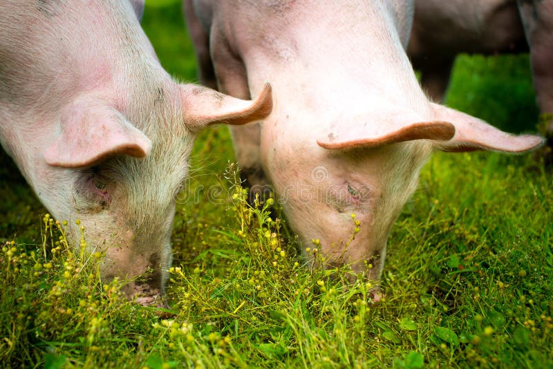 Pigs outside in the grass stock photo. Image of nature - 82509142
