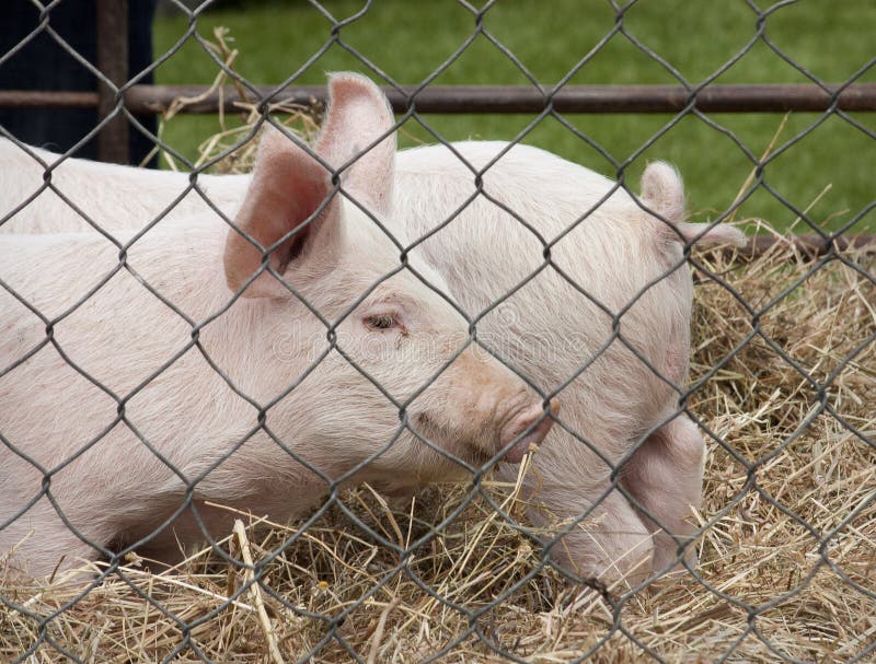 194 Pigs Truck Stock Photos - Free & Royalty-Free Stock Photos from ...
