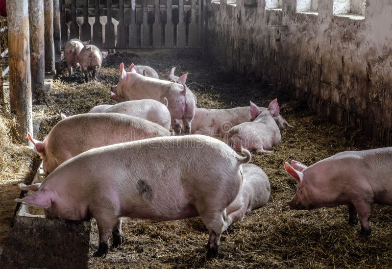Pigs in a Pen Sit on a Bed of Straw Stock Photo - Image of farm, field ...