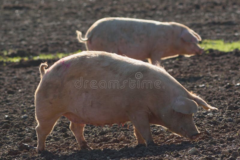 Pigs stock image. Image of agriculture, pasture, pigs - 89037787