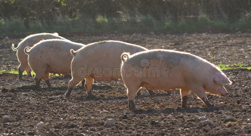 Pigs stock photo. Image of pigs, grazing, pasture, agriculture - 89037790