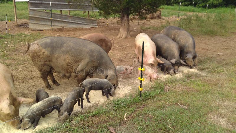 Pigs Chowing Stock Photos - Free & Royalty-Free Stock Photos from ...