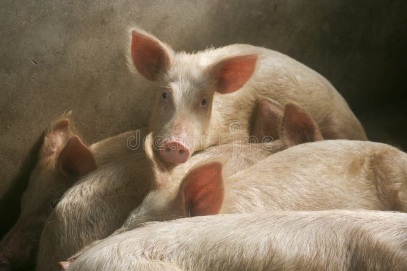 Pigs in pigsty stock image. Image of farm, horizontal - 67011947