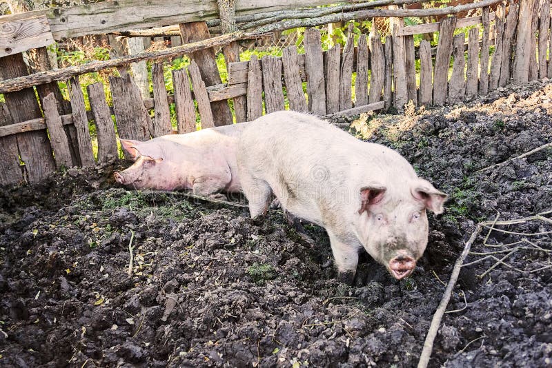 Pigs in the pigsty stock photo. Image of farm, piglet - 79335156