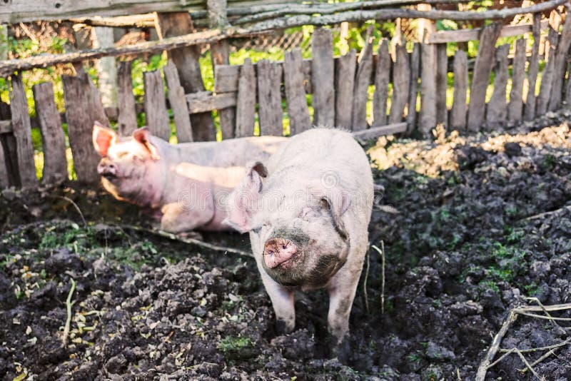 Pigs in the pigsty stock photo. Image of mammal, pork - 79335334
