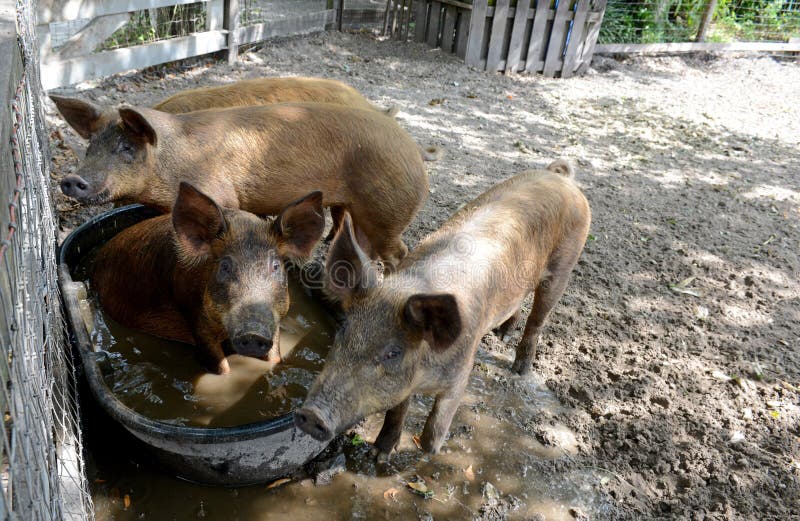 Pigs Playing in Water in Pig Pen Stock Image - Image of country, messy ...