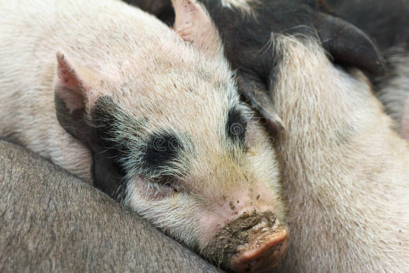 Pigs are Resting on the Farm. Stock Image - Image of ears, pink: 97469319
