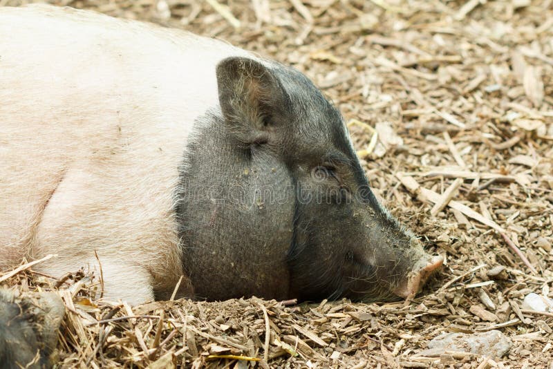 Pigs are Resting on the Farm. Stock Photo - Image of food, ears: 97469890