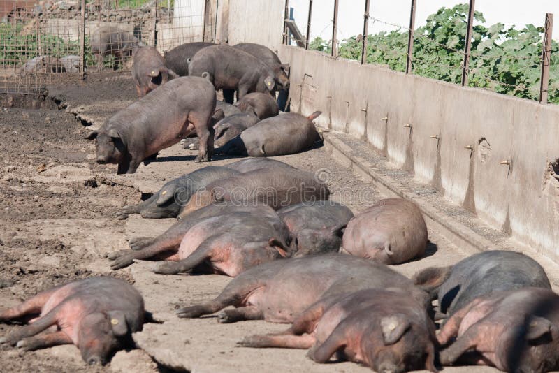 Pigs resting in the sun stock photo. Image of piglet - 80910182