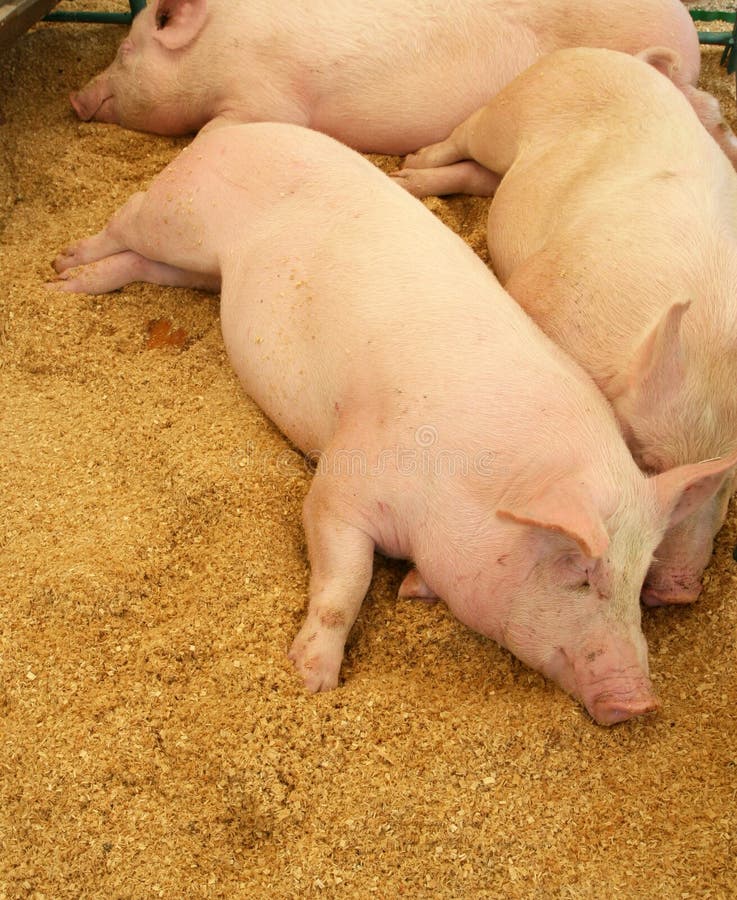 Pigs Resting on Wood Shavings Stock Image - Image of rural, cute: 35972065
