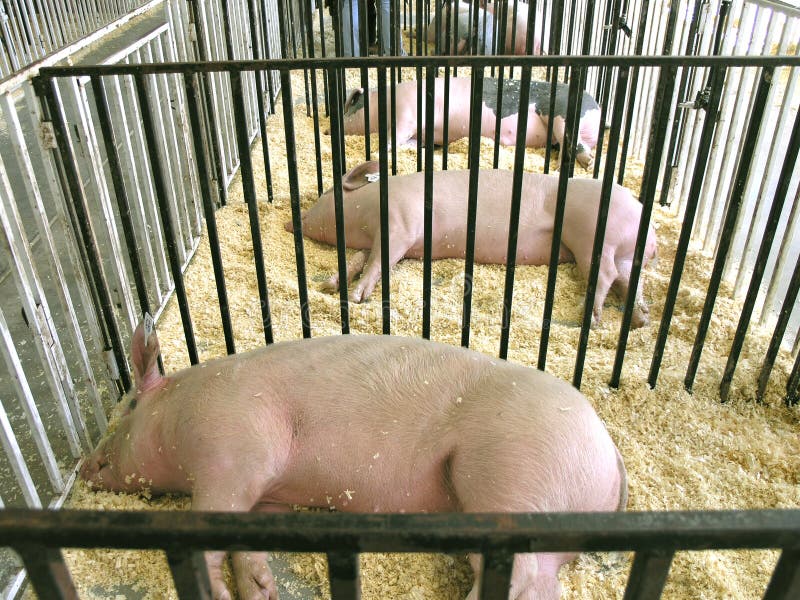 Pigs in a Row stock photo. Image of laying, livestock - 4695726