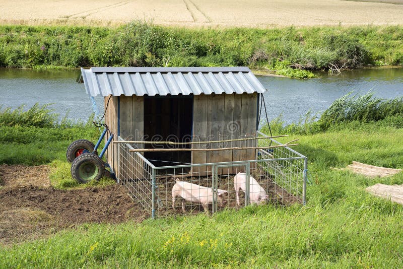 215 Young Pig Shed Photos - Free & Royalty-Free Stock Photos from ...