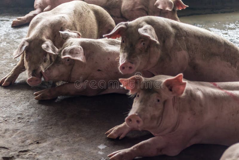 Pigs are Sleeping after Eating. they are Fat Stock Photo - Image of ...