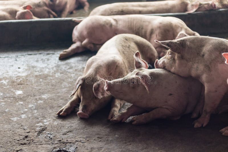 Pigs are Sleeping after Eating. they are Fat Stock Image - Image of ...