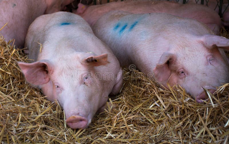 Pigs Sleeping on Straw in Pen Stock Photo - Image of rural, barn: 117294692