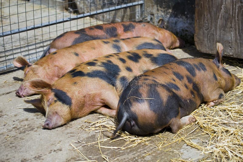 Pigs sleeping stock photo. Image of sleep, animal, crackling - 62935460