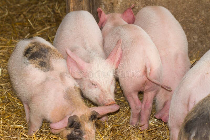 Pigs stock image. Image of enjoy, agriculture, farrow - 50902905