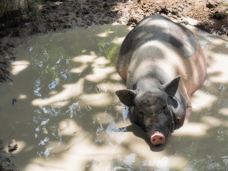 Domestic Pigs Bathing In A Wallow On A Farm Stock Image - Image of pork ...