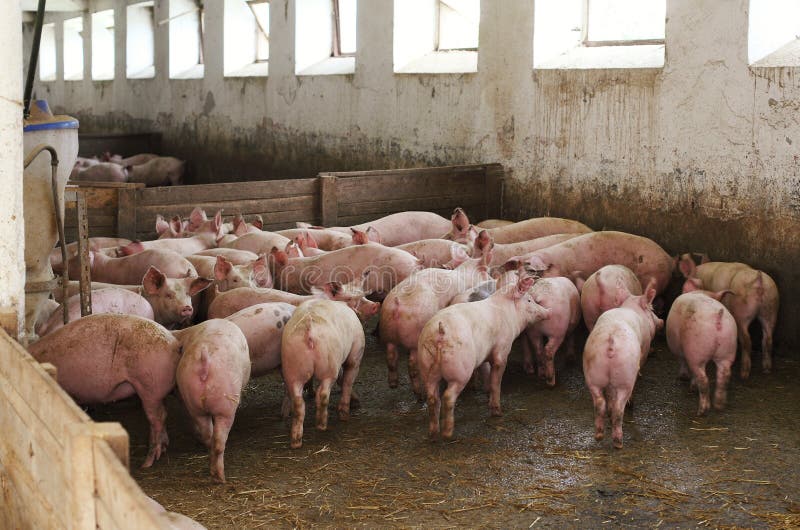 Pigs in stable stock image. Image of bunch, stable, rural - 89157363