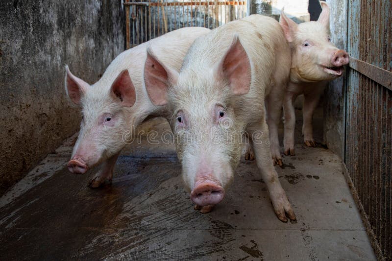 Pigs Standing Side by Side in a Rustic Farm Setting Stock Photo - Image ...