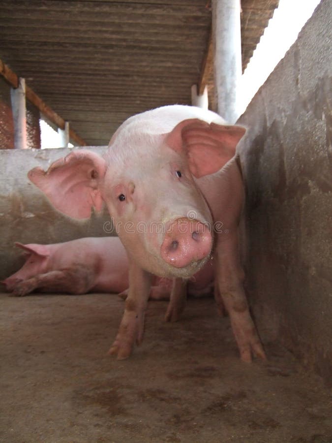 Pigs in a sty stock image. Image of enclosure, hogs, pink - 11418763