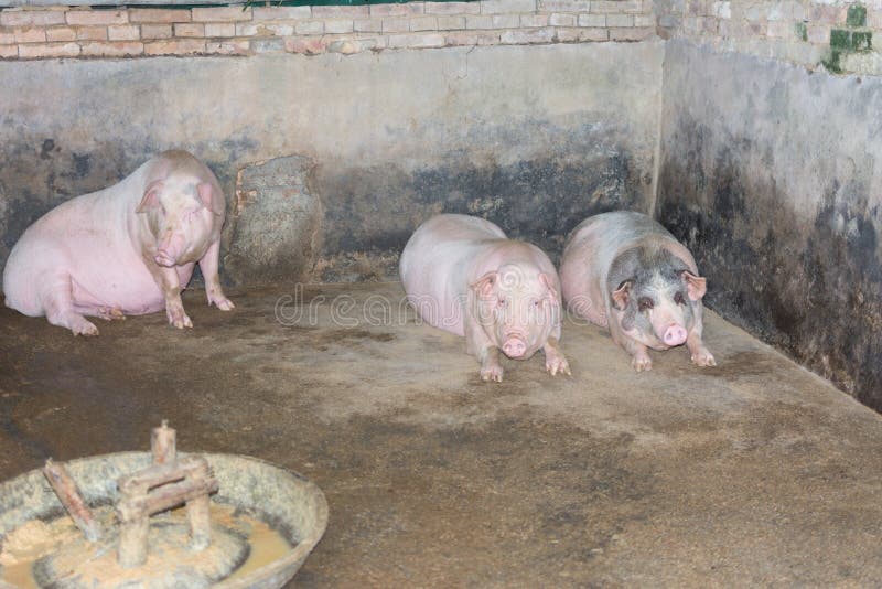 Pigs in sty stock photo. Image of pigs, stone, animals - 67536464