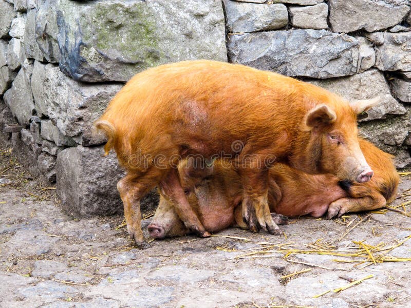 Pigs in a Sty stock image. Image of bacon, breed, meat - 57039325