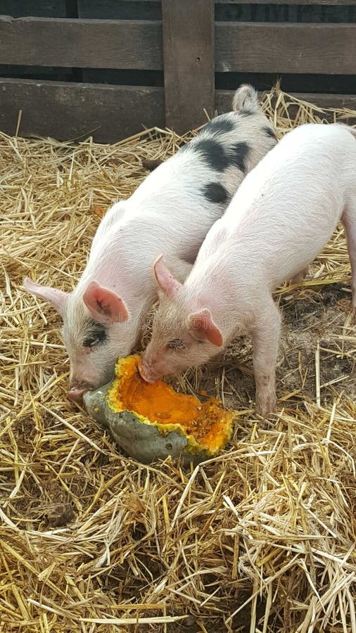 Pigs on swuash stock photo. Image of swuash, pigs, feast - 112514300