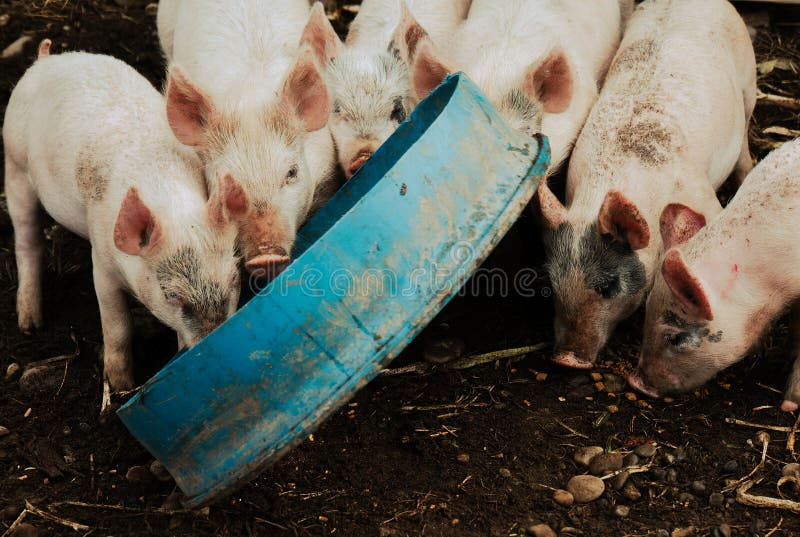 Pigs to Troughs stock photo. Image of animals, pigging - 336703182