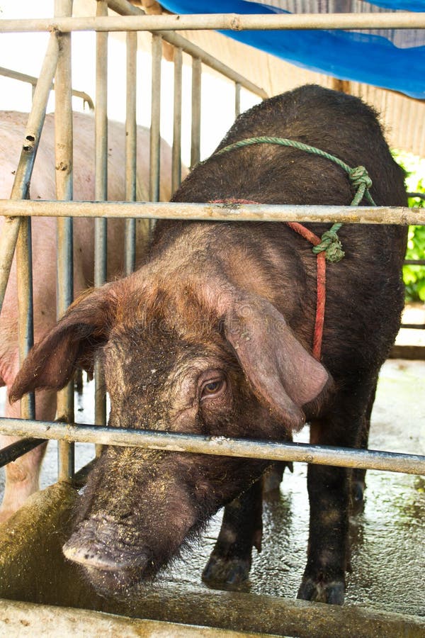 Pigs in traditional farm stock image. Image of group - 42880147